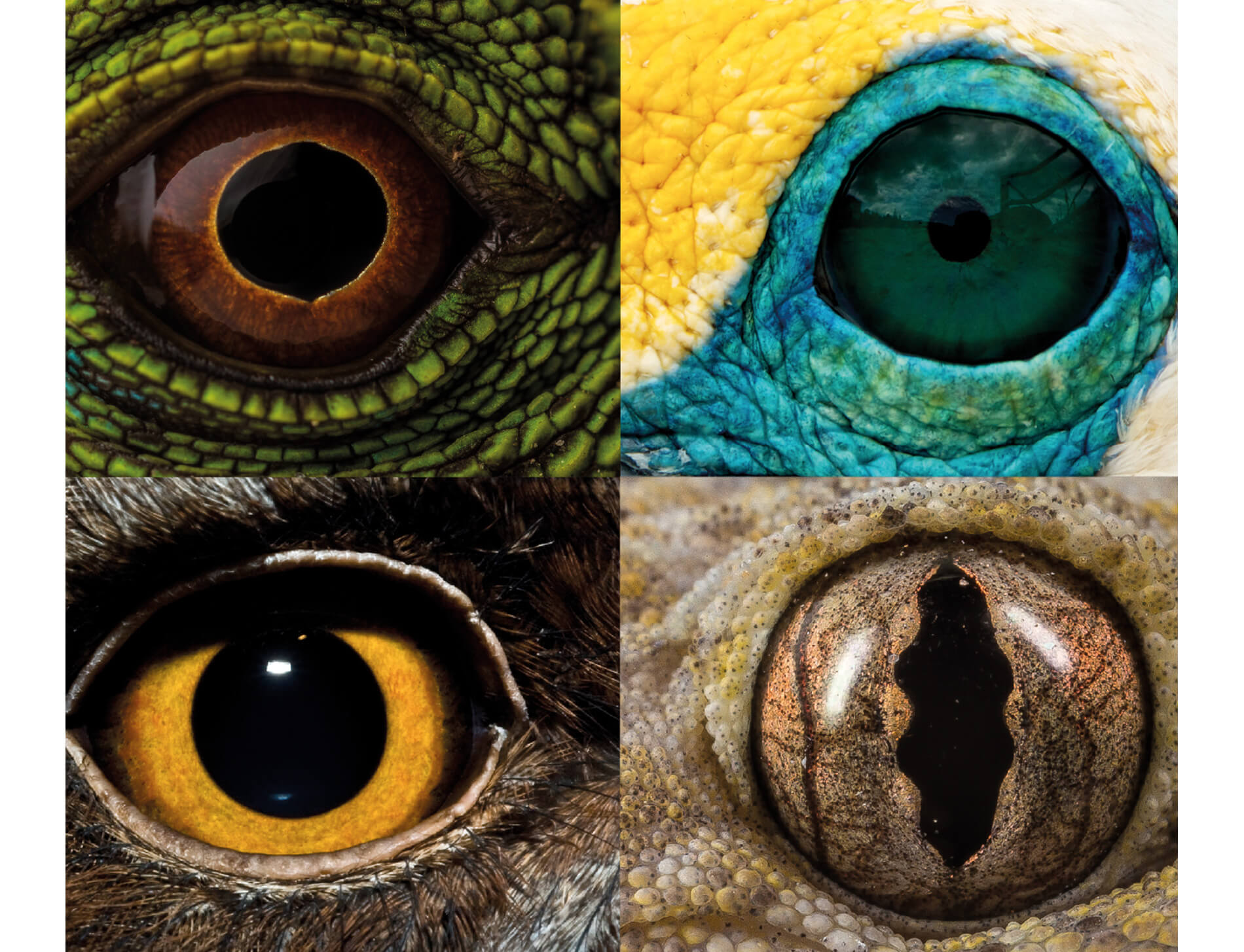 National Geographic - Future Nature | Element